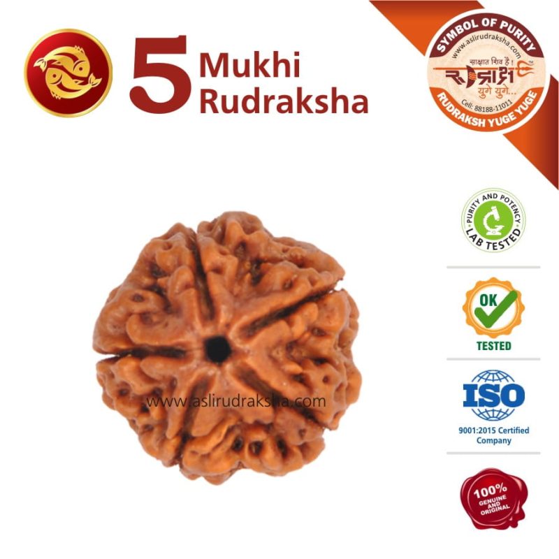 Meen Rashi Rudraksha (Pisces Zodiac Rudraksha Bead)